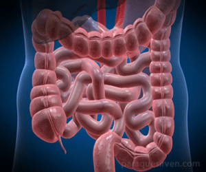 ¿Para qué sirven los intestinos?